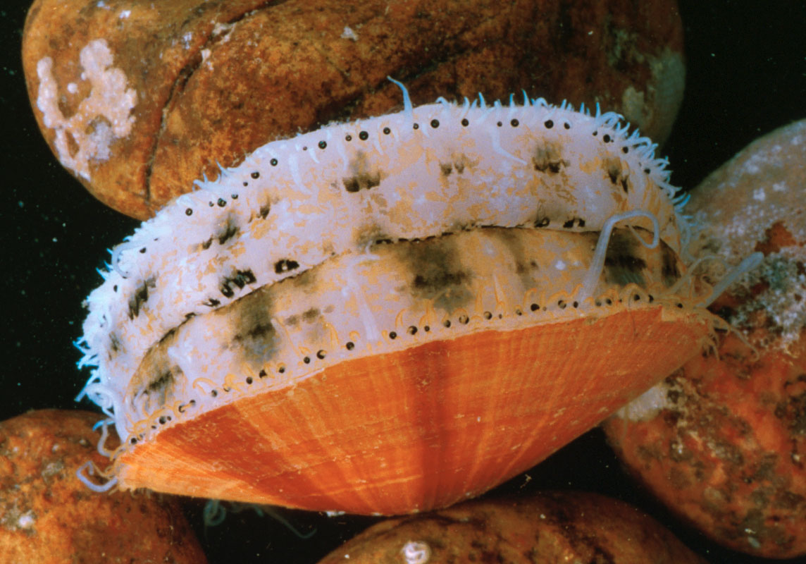 Fine-scale structure of sea scallop within a coarse latitudinal ...